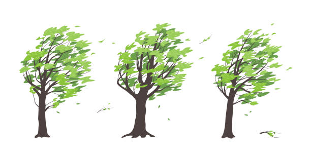 Windy Trees Drawing