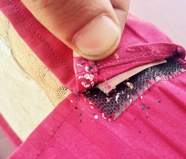 Bed Bug Eggs On Sheets