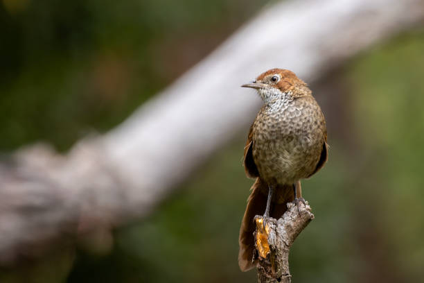 Rusty-Tailed Bird Singing - Free photo on Pixabay