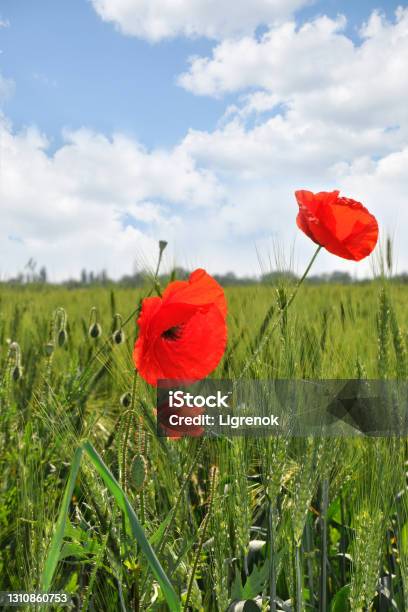 Lanskap Dengan Langit Biru Musim Semi Dan Awan Lapangan Dengan Poppy ... Lanskap Dengan Langit Biru Musim Semi Dan Awan Lapangan Dengan Poppy ...