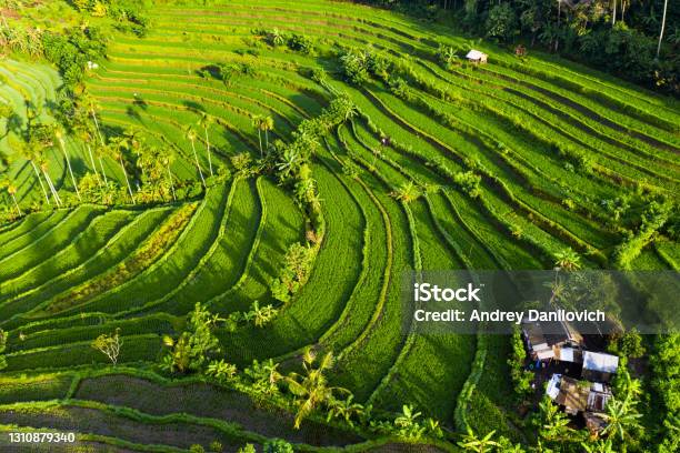 Matahari Terbit Di Atas Sawah Bali Lihat Dari Atas Foto Stok - Unduh ... Matahari Terbit Di Atas Sawah Bali Lihat Dari Atas Foto Stok - Unduh ...