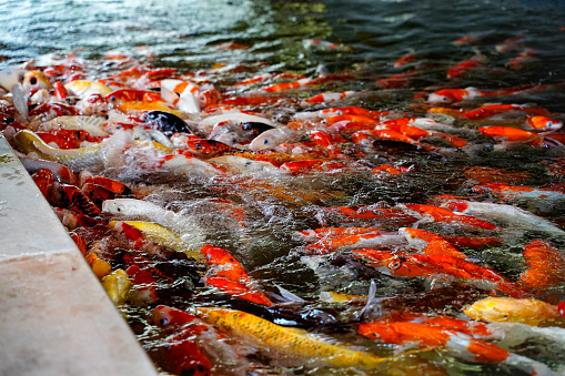 Close Up Ikan Koi Atau Ikan Carps Di Kolam Di Zoobanyak Ikan Carps ... Close Up Ikan Koi Atau Ikan Carps Di Kolam Di Zoobanyak Ikan Carps ...