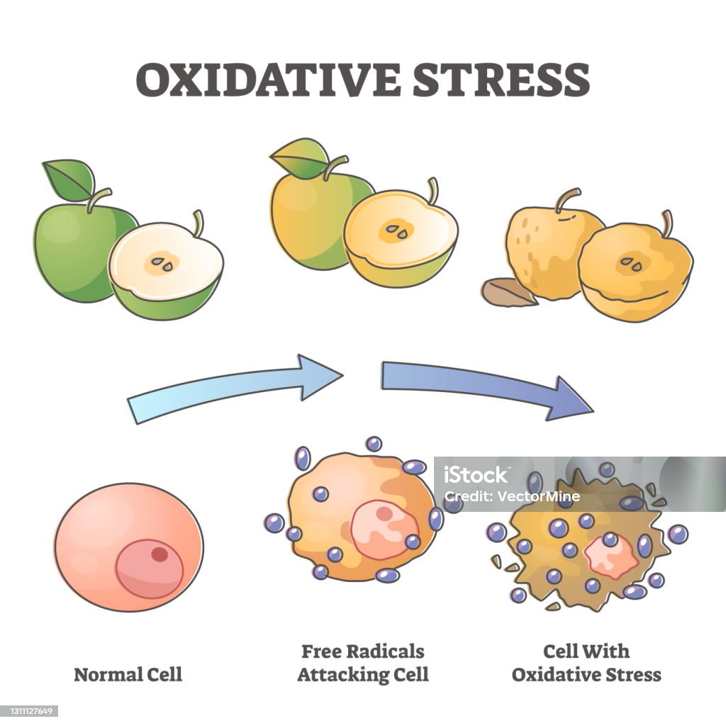 Oxidative Stress Aging As Free Radical Cell Attacking Process Outline ... Oxidative Stress Aging As Free Radical Cell Attacking Process Outline ...