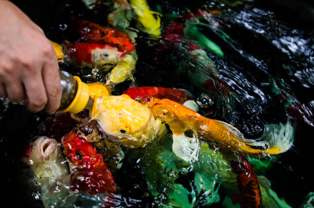 1000+ Fish Food Pictures | Download Free Images on Unsplash