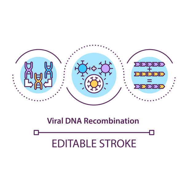 110+ Drawing Of Dna Replication Stock Illustrations, Royalty-Free ... 110+ Drawing Of Dna Replication Stock Illustrations, Royalty-Free ...