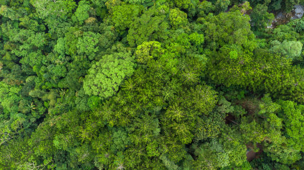 100+ Stunning Rainforest Pictures [HD] | Download Free Images on Unsplash
