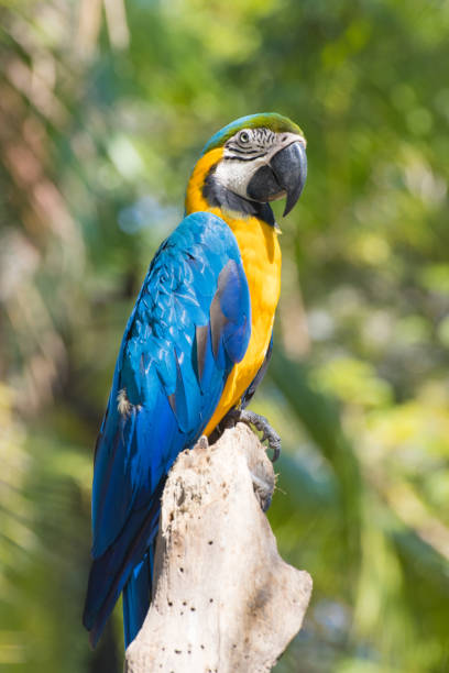 Rainforest Blue Macaw