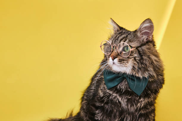 Smart Cat Pictures | Download Free Images on Unsplash