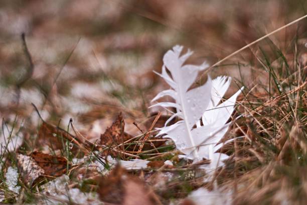 Free picture: White feather on the ground among dry pine leaves