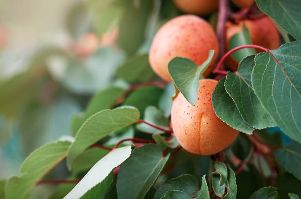Apricot Tree Pictures | Download Free Images on Unsplash