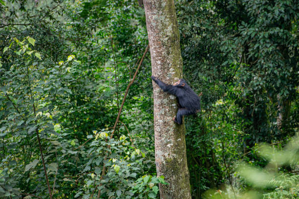 Free Stock Photo of Monkey hugging tree with a young one in safe ...
