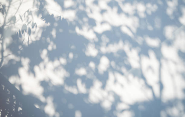 500+ Leaves Shadow Pictures [HD] | Download Free Images on Unsplash