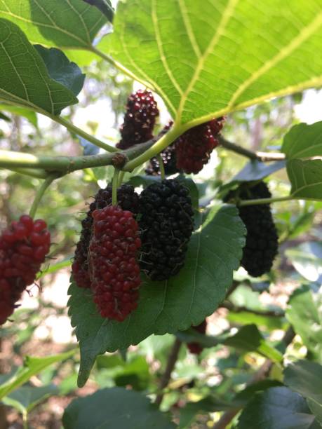 Mulberry Pictures | Download Free Images on Unsplash