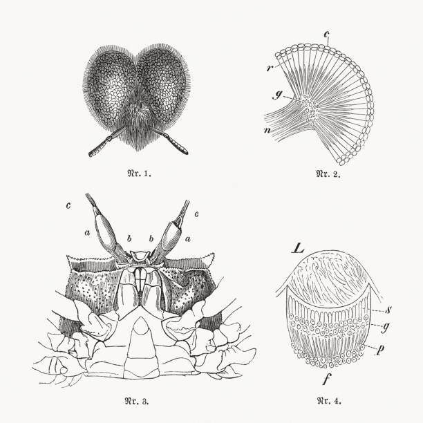 Free spider anatomy stock photos. Download the best free spider anatomy ...