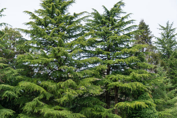 Cedar Tree Pictures | Download Free Images on Unsplash