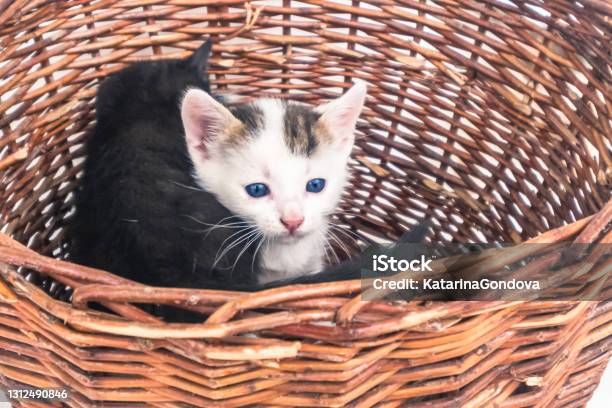 Tres Adorables Gatitos Tímidos En Blanco Y Negro Con Ojos Azules En ... Tres Adorables Gatitos Tímidos En Blanco Y Negro Con Ojos Azules En ...