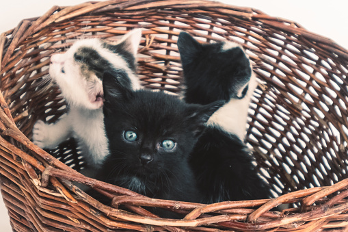 Tres Adorables Gatitos Tímidos En Blanco Y Negro Con Ojos Azules En ... Tres Adorables Gatitos Tímidos En Blanco Y Negro Con Ojos Azules En ...