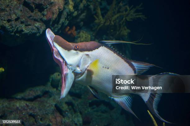 Ikan Babi Foto Stok - Unduh Gambar Sekarang - Pigfish, Air, Akuarium ... Ikan Babi Foto Stok - Unduh Gambar Sekarang - Pigfish, Air, Akuarium ...