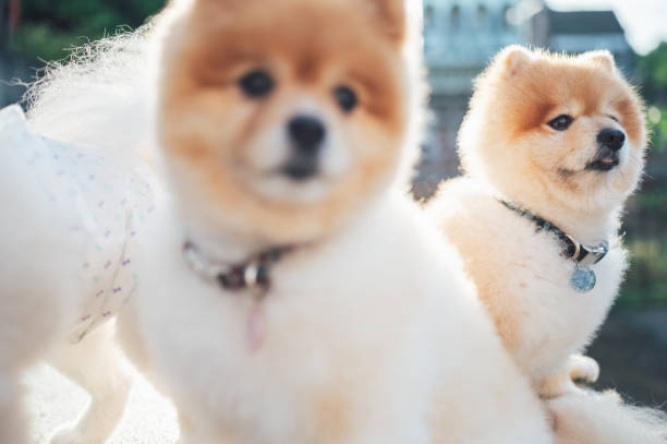 What Breed Is Jiffpom The Dog