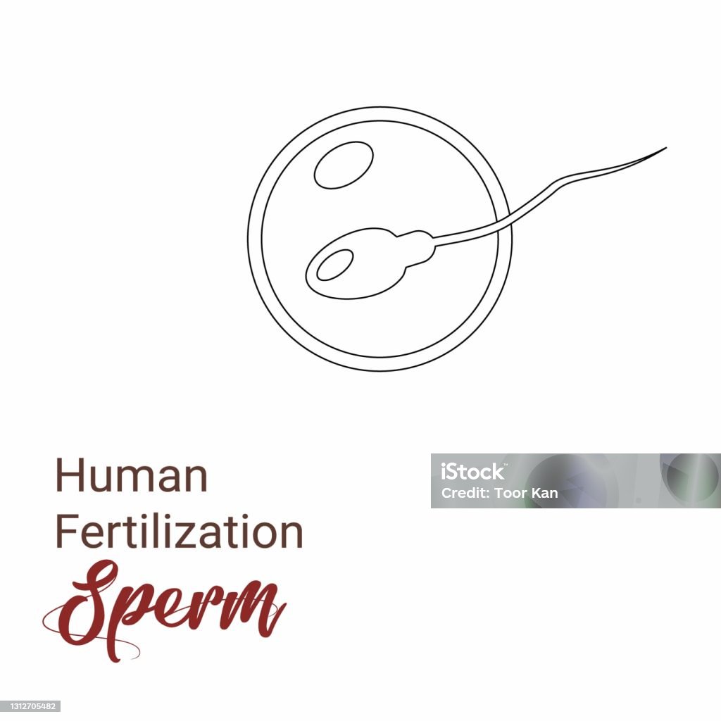 Vetores De Célula De Esperma Humano Minimalista Fertilização Ovum