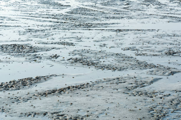 Free picture: Texture of sand and mud from a flowing mud on the beach