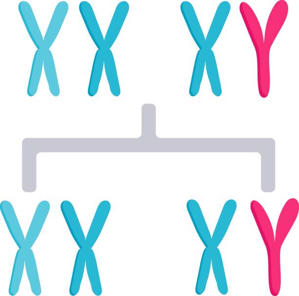 80 Chromosome Xy Stock Illustrations Royalty Free Vector Graphics