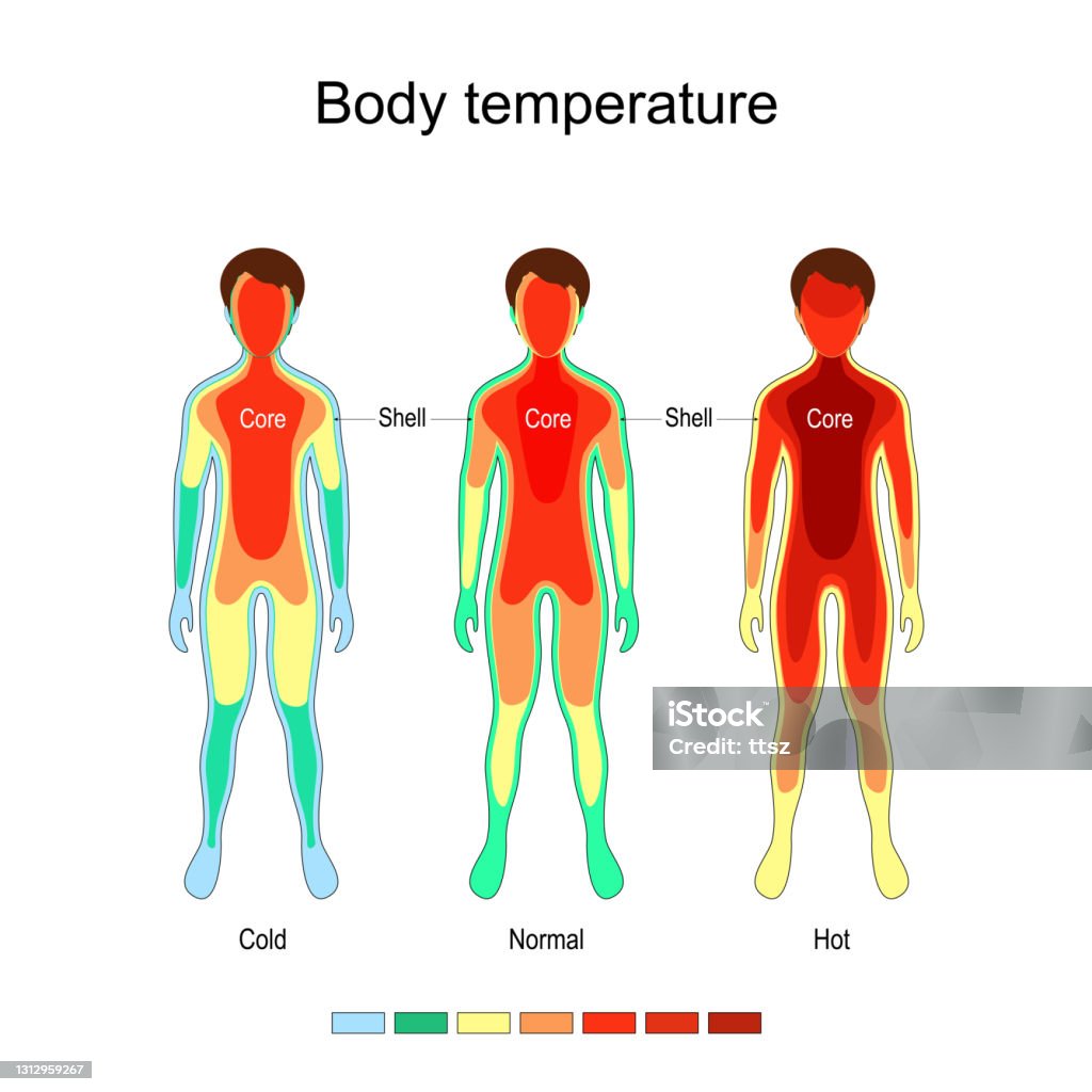 Body Heat Temperature