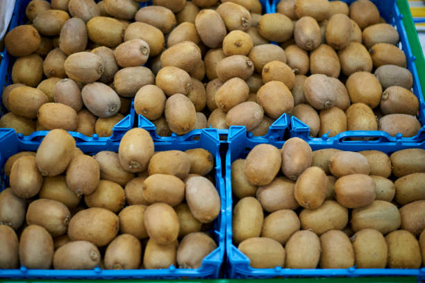 530+ Picking Kiwi Fruit Stock Photos, Pictures & Royalty-Free Images ... 530+ Picking Kiwi Fruit Stock Photos, Pictures & Royalty-Free Images ...