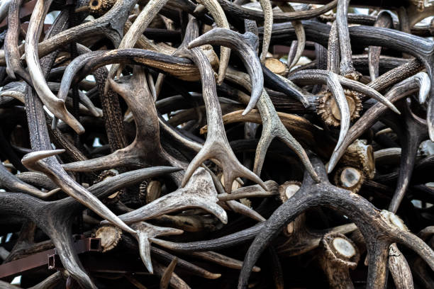 Antlers Pictures | Download Free Images on Unsplash