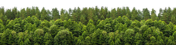 Free Stock Photo of Forest skyline with dense pine trees | Download ...