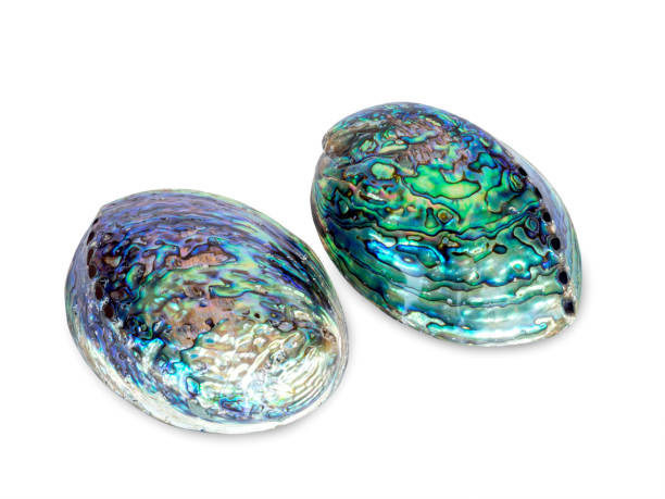 Abalone Shell Pictures | Download Free Images on Unsplash