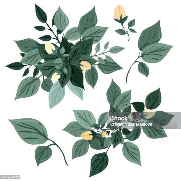 Cabang Pohon Yang Mekar Daun Dan Bunga Elemen Clip Art Botani Vektor