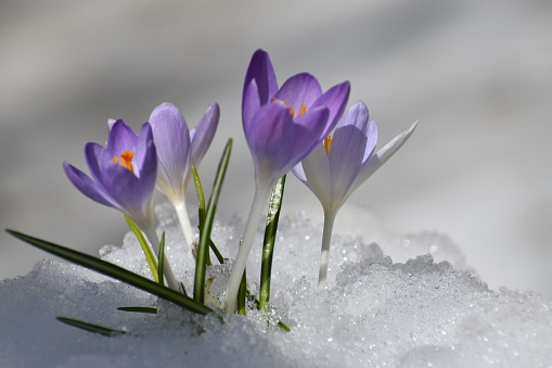 ดอกไม้ Crocus ในฤดูใบไม้ผลิ ภาพสต็อก ดาวน์โหลดรูปภาพตอนนี้ กลางแจ้ง