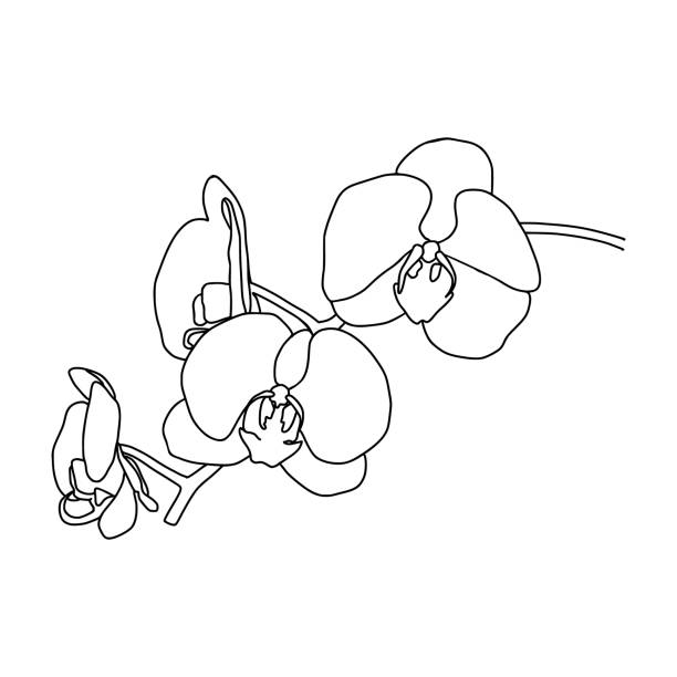 2 500 How To Draw A Orchid Drawing Stock Illustrations Royalty Free
