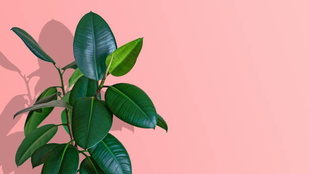30,000+ Rubber Plant Pictures | Download Free Images on Unsplash