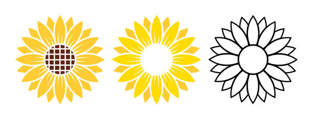 52100 Girasole Illustrazioni Stock Grafiche Vettoriali Royalty Free