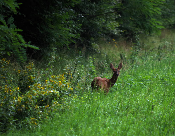 Biche Pictures | Download Free Images on Unsplash