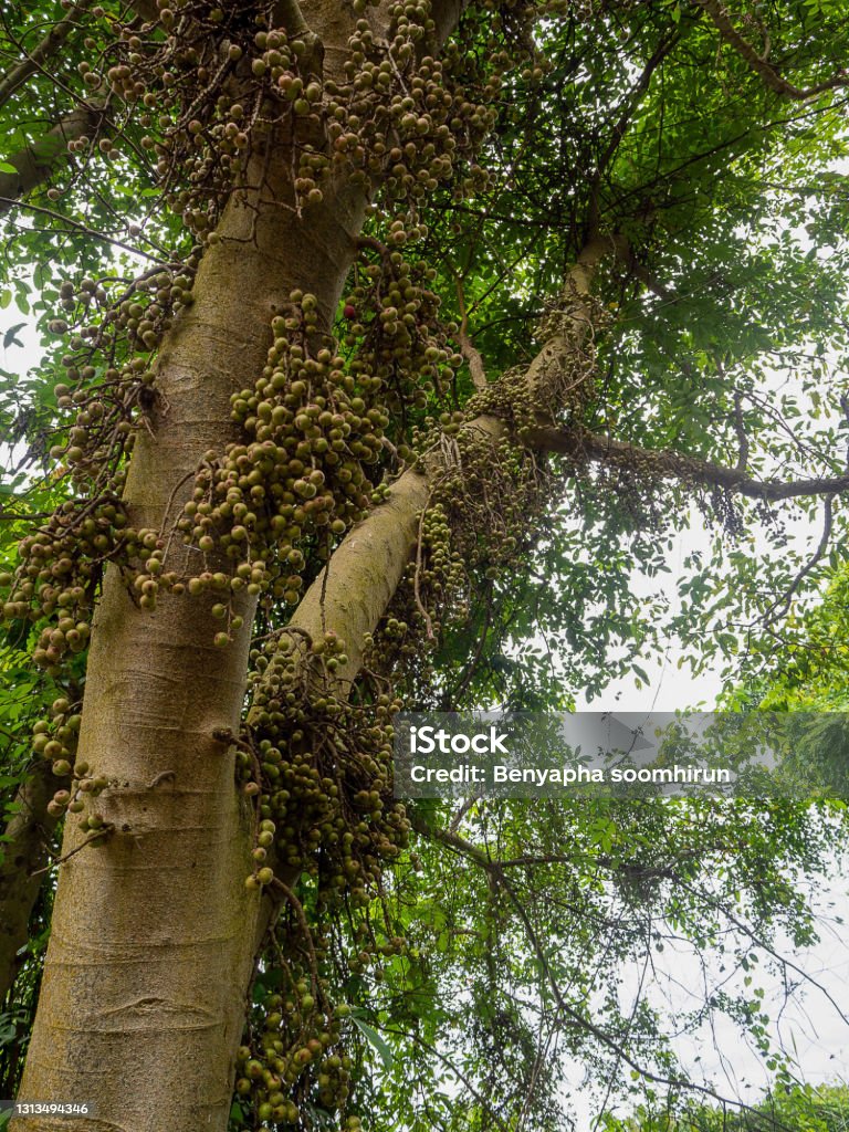 Banyak Buah Mentah Hutan Buah Ara Ficus Racemosa Ara Di Alam Pohon