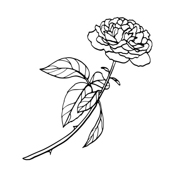 50 Silhouette Of Rose Bush Tattoos Ilustrasi Grafik Vektor And Clip