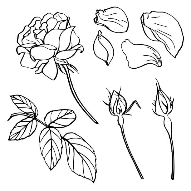 50 Silhouette Of Rose Bush Tattoos Ilustrasi Grafik Vektor And Clip