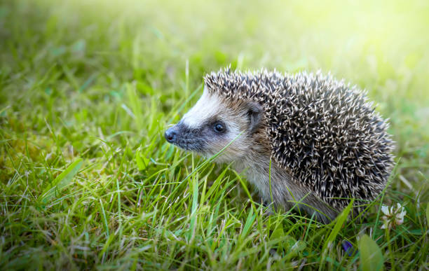 450+ Hedgehog Pictures | Download Free Images on Unsplash