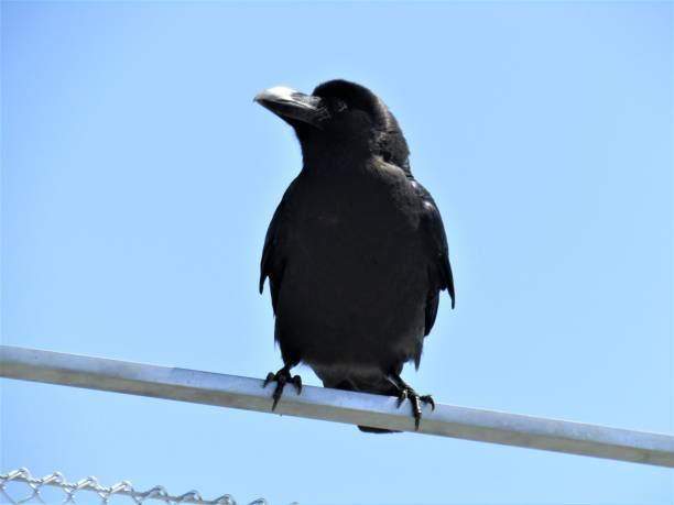 Crow in Japanese garden | Free Stock Image - Barnimages