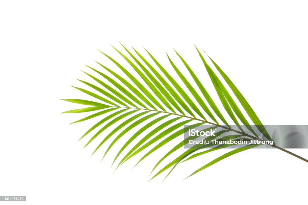 Daun Kelapa Kelapa Tropis Terisolasi Dengan Latar Belakang Putih Foto ... Daun Kelapa Kelapa Tropis Terisolasi Dengan Latar Belakang Putih Foto ...