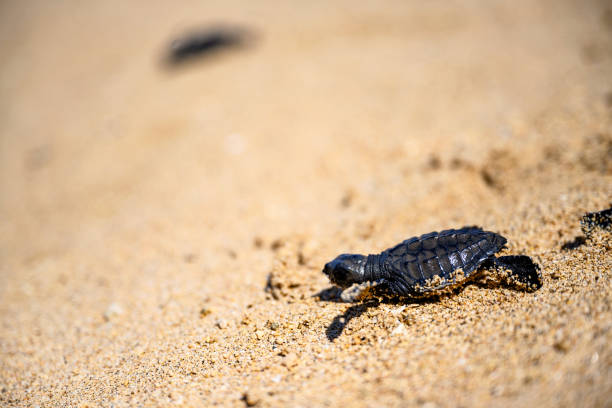 Free Stock Photo of Small Turtle Walking Across Sandy Beach | Download ...