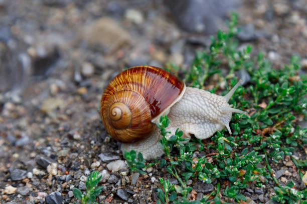 500+ Snail Pictures [HQ] | Download Free Images on Unsplash