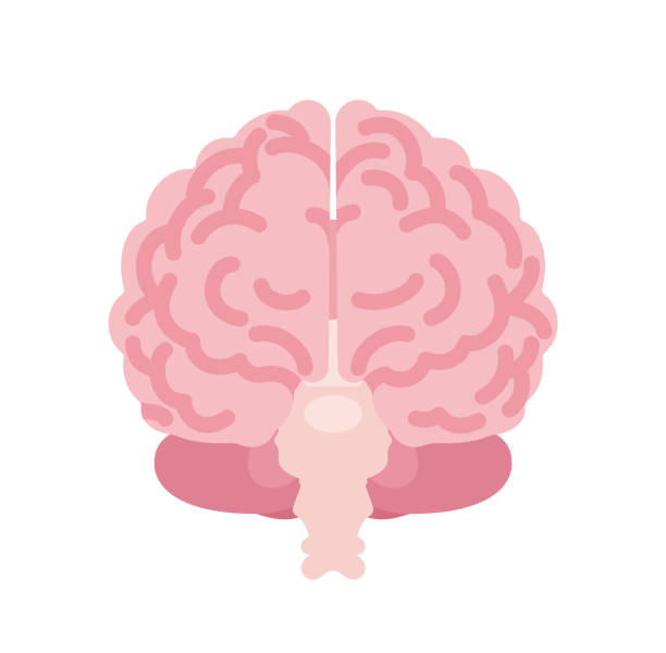 Medulla Oblongata Illustrations Royalty Free Vector Graphics And Clip