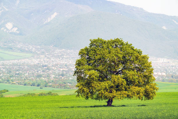 Free Stock Photo of Lone Tree Standing Proud in Field With Distant ...