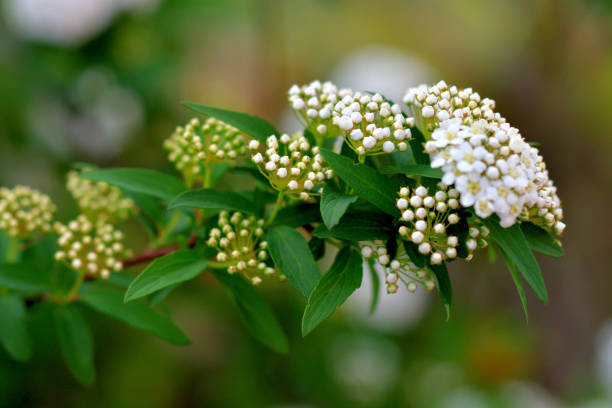 reeve-s-spiraea Premium Photos, Pictures and Images by Istock