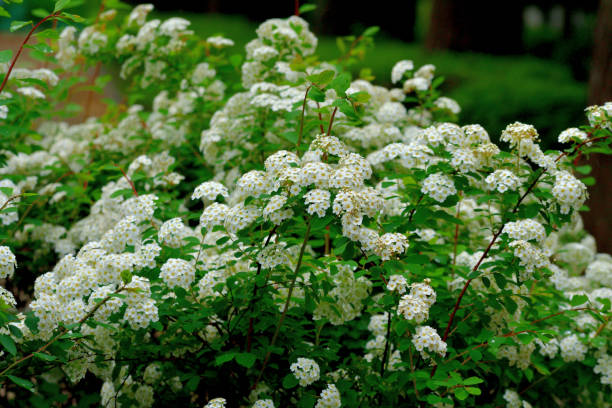 reeve-s-spiraea Premium Photos, Pictures and Images by Istock