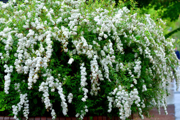 reeve-s-spiraea Premium Photos, Pictures and Images by Istock